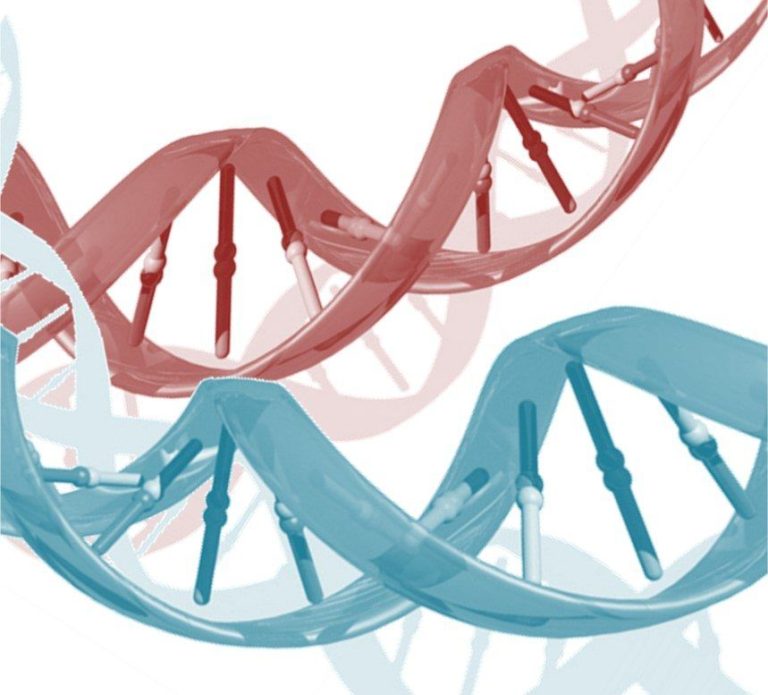 La Historia del ADN - El Blog de Genotipia