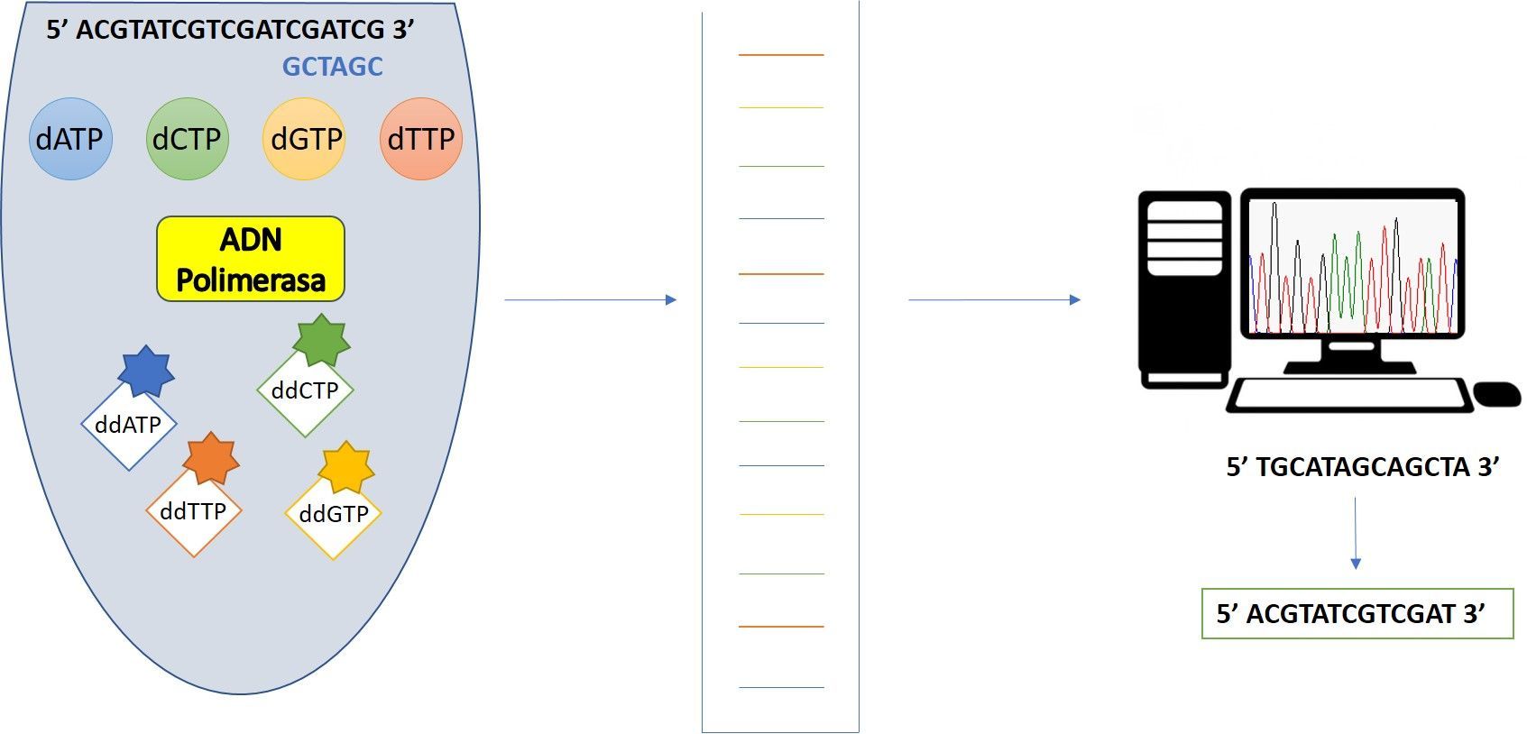 Sanger: Estrategia de secuenciación de Primera Generación - Genotipia