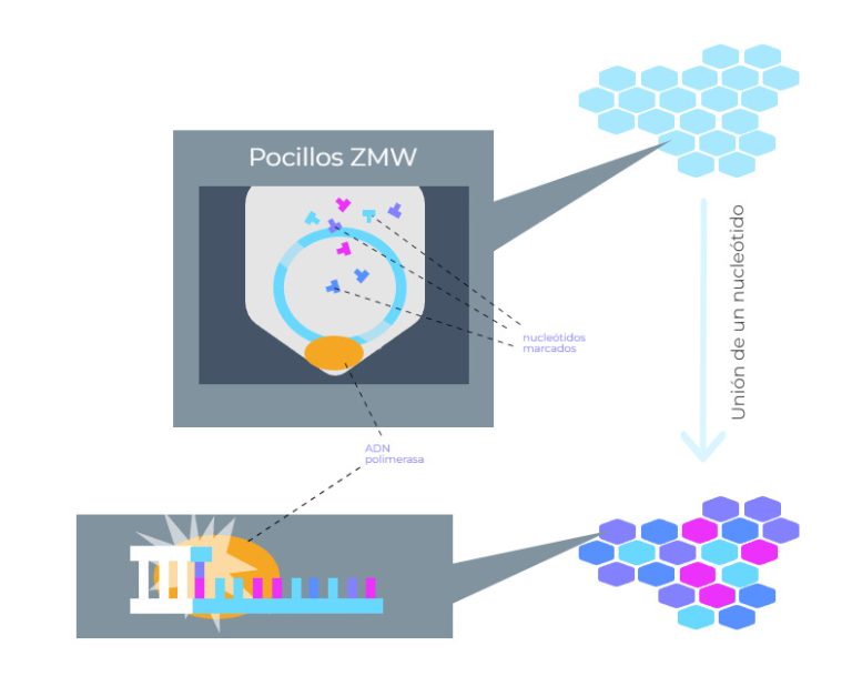 Secuenciación de Fragmentos Largos: Ventajas y Limitaciones