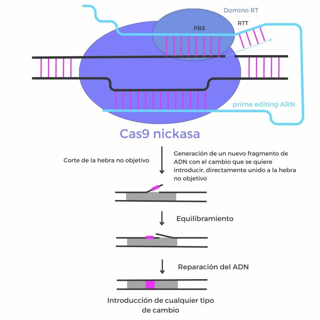 CRISPR: ¿Qué es y cómo funciona? - Genotipia