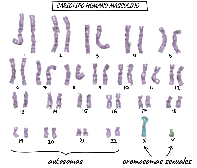 Cariotipo Png Genotipia