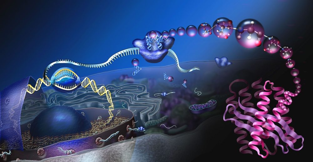 El proteoma humano frente al paso del tiempo y el envejecimiento