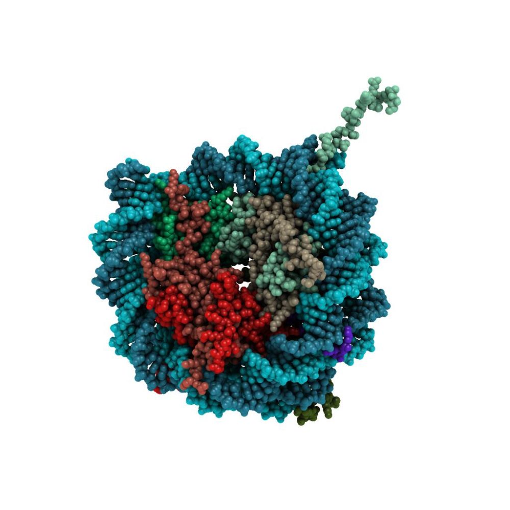 1AOI.pdb nucleosoma - Genotipia