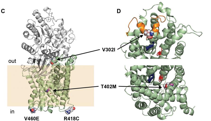Mutaciones en el gen SLC7A8 producen sordera asociada a la edad - Genotipia