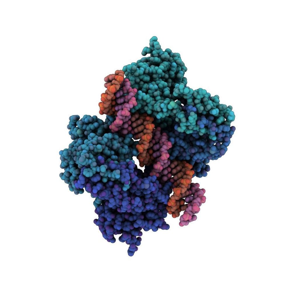 Cómo la activación de p53 puede inducir carcinogénesis en hígado