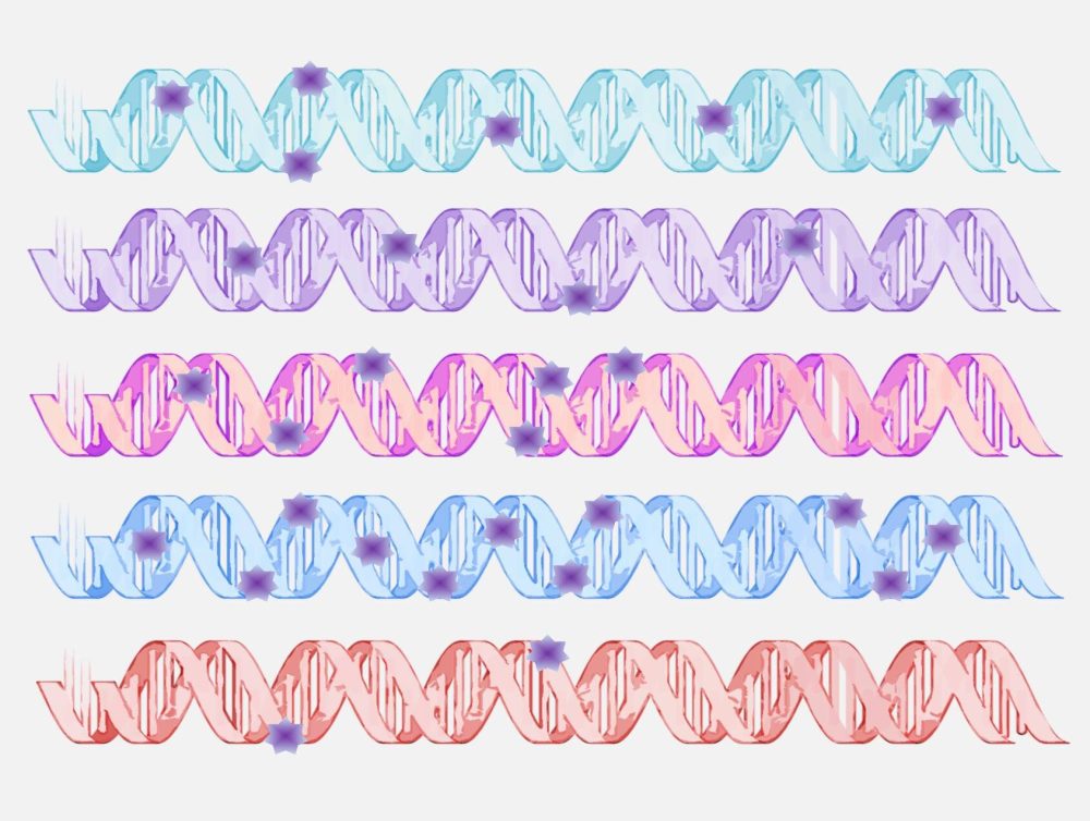 Estudian las causas del fenómeno de hipermutación en la línea germinal