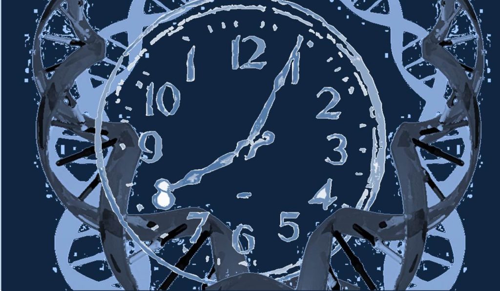 Relojes moleculares controlan el ritmo de la aparición de mutaciones en ...