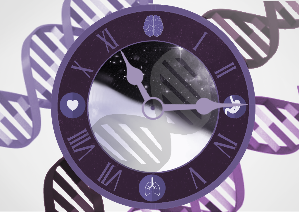 La mayor parte de los genes muestra cambios rítmicos de actividad a lo ...