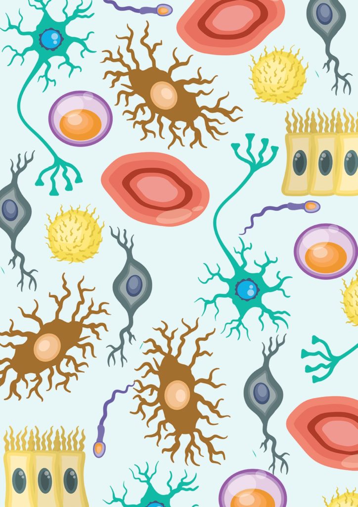 Un método para analizar cómo las células interpretan y hacen efectivas ...