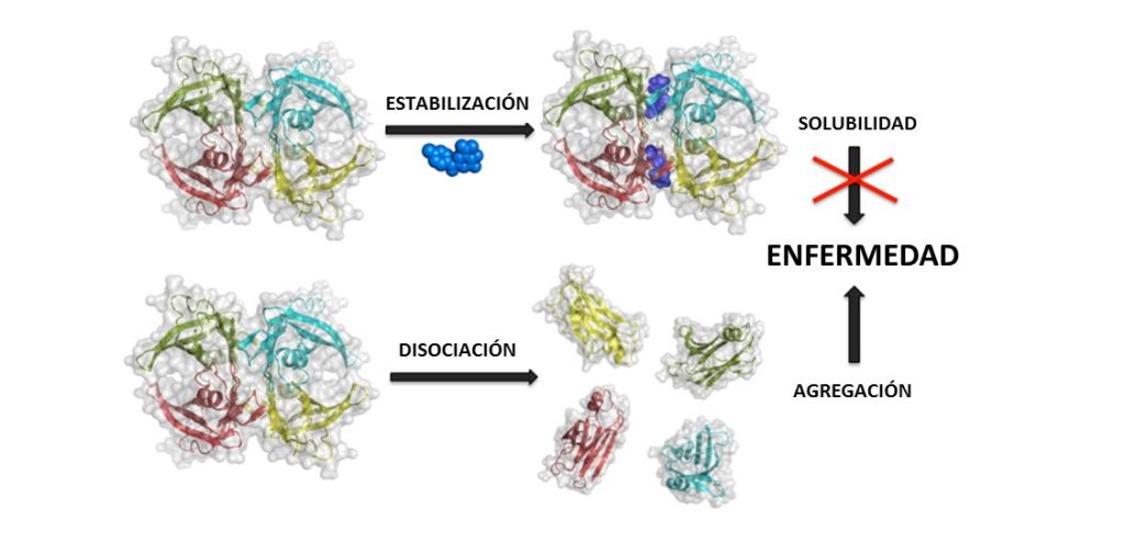 Una nueva molécula para el tratamiento de la amiloidosis familiar ...