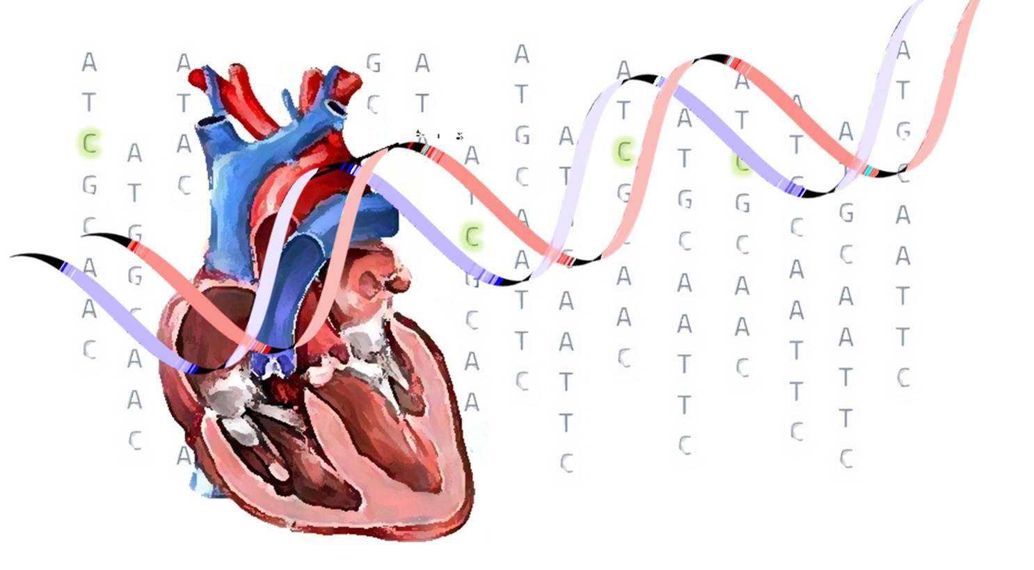 36 nuevos genes relacionados con la enfermedad cardiaca - Genotipia