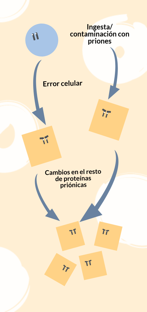 Enfermedades causadas por priones - Genotipia Blog