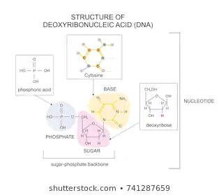 La Historia del ADN - El Blog de Genotipia