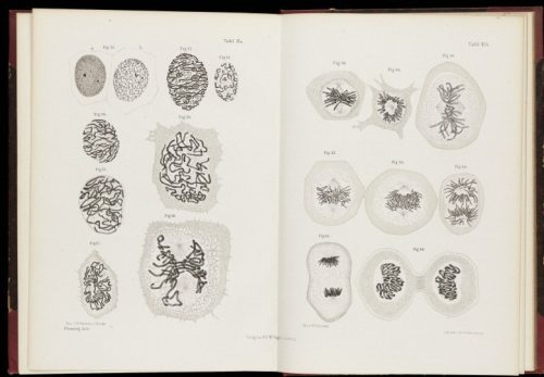 Historia de los cromosomas - Genotipia