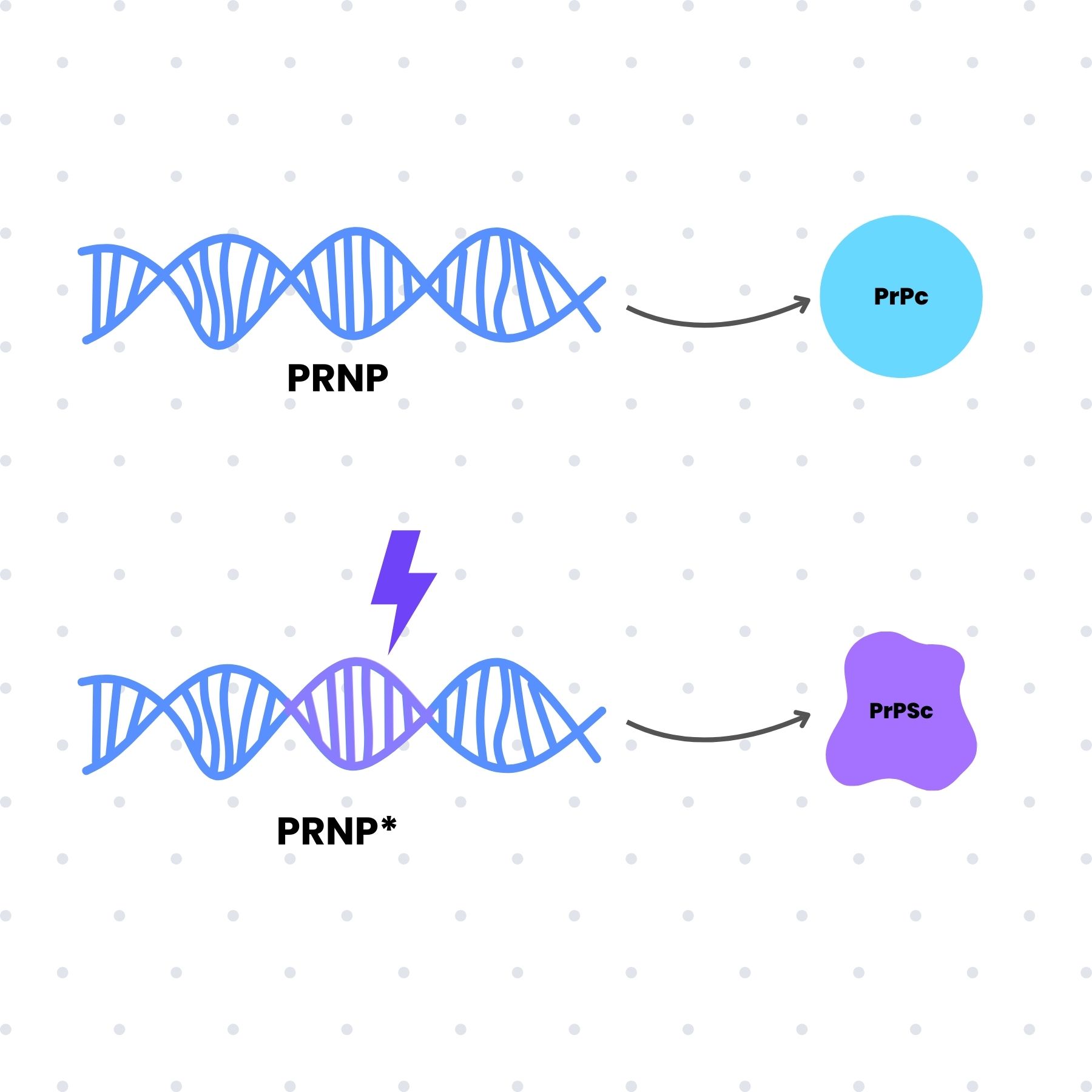 Enfermedades causadas por priones: tipos y transmisión - Genotipia
