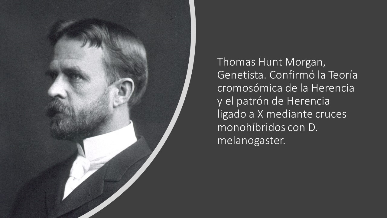 Historia de los cromosomas - Genotipia