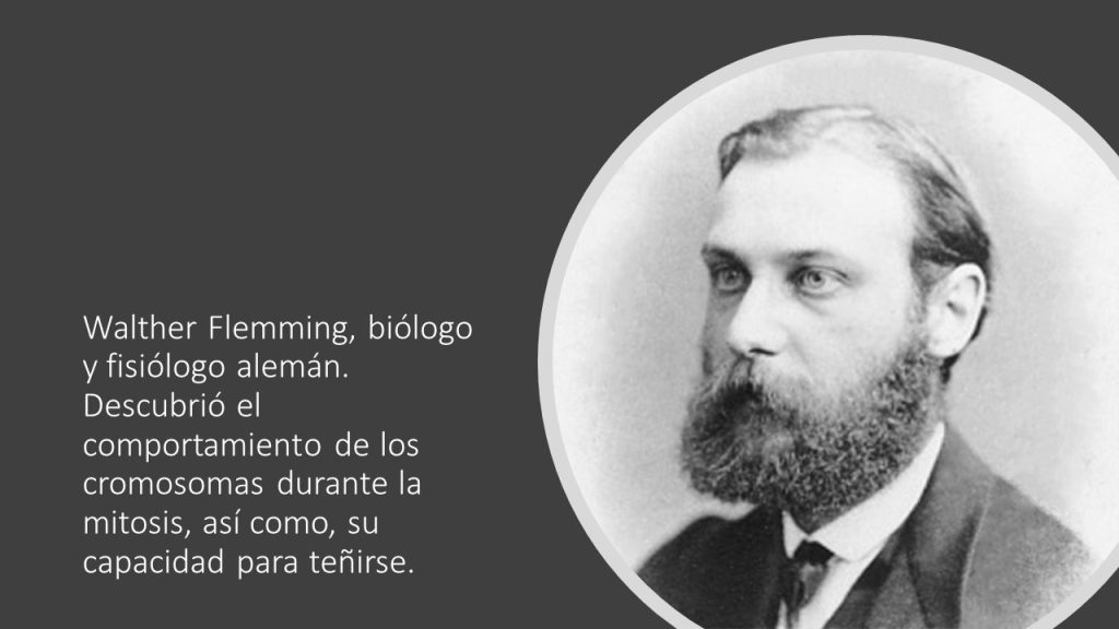 Historia de los cromosomas - Genotipia