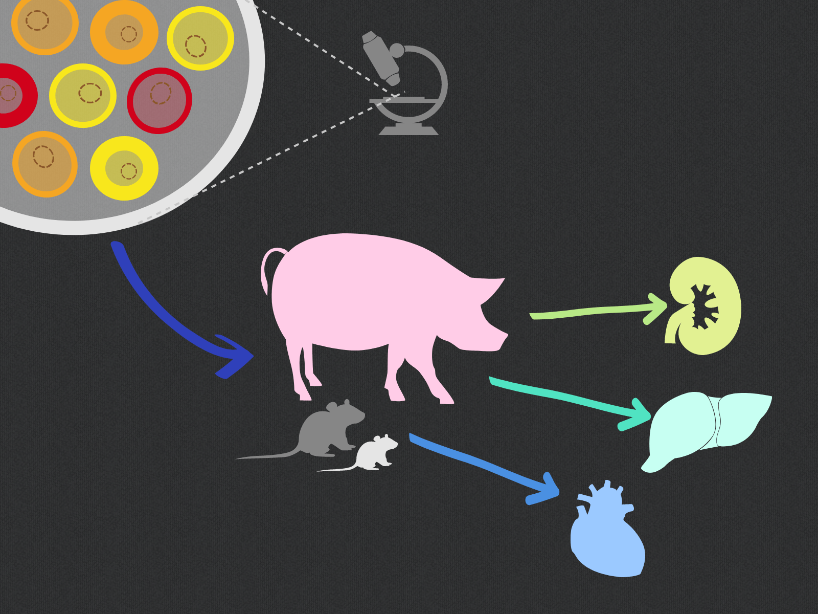 Órganos crecidos en animales, ¿el futuro de los trasplantes? - Genotipia