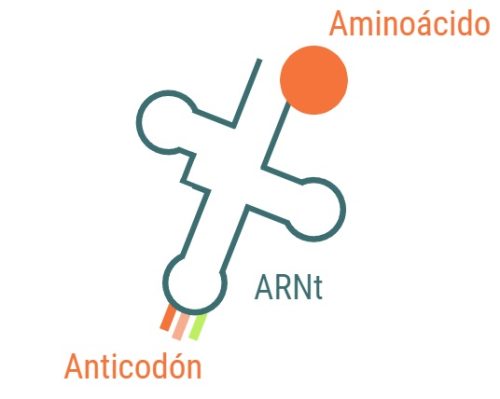 ¿Qué es el ARN? Estructuras, tipos y funciones en la célula