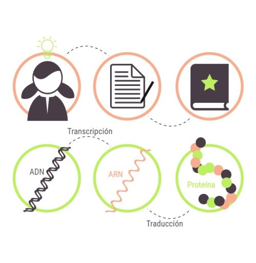 ¿Qué es el ARN? Estructuras, tipos y funciones en la célula