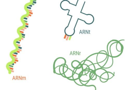 ¿Qué es el ARN? Estructuras, tipos y funciones en la célula