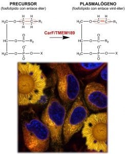 Identificado un gen humano clave para la síntesis de los plasmalógenos