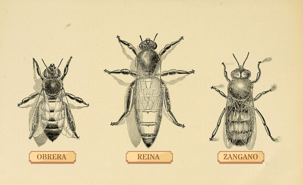 Genética De Las Abejas Reinas Obreras Y Zánganos Genotipia