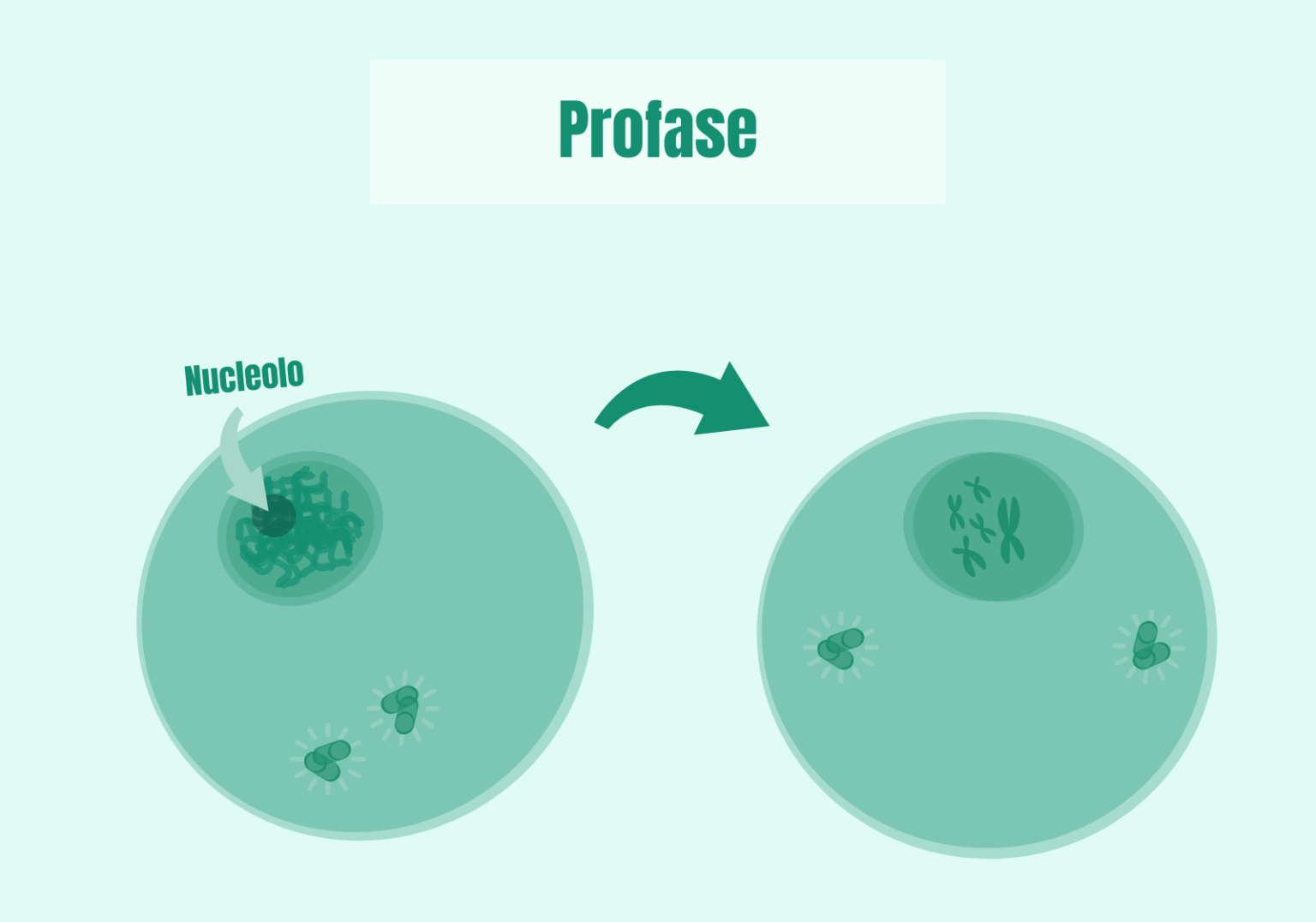 La mitosis: ¿Cómo se Dividen tus Células?