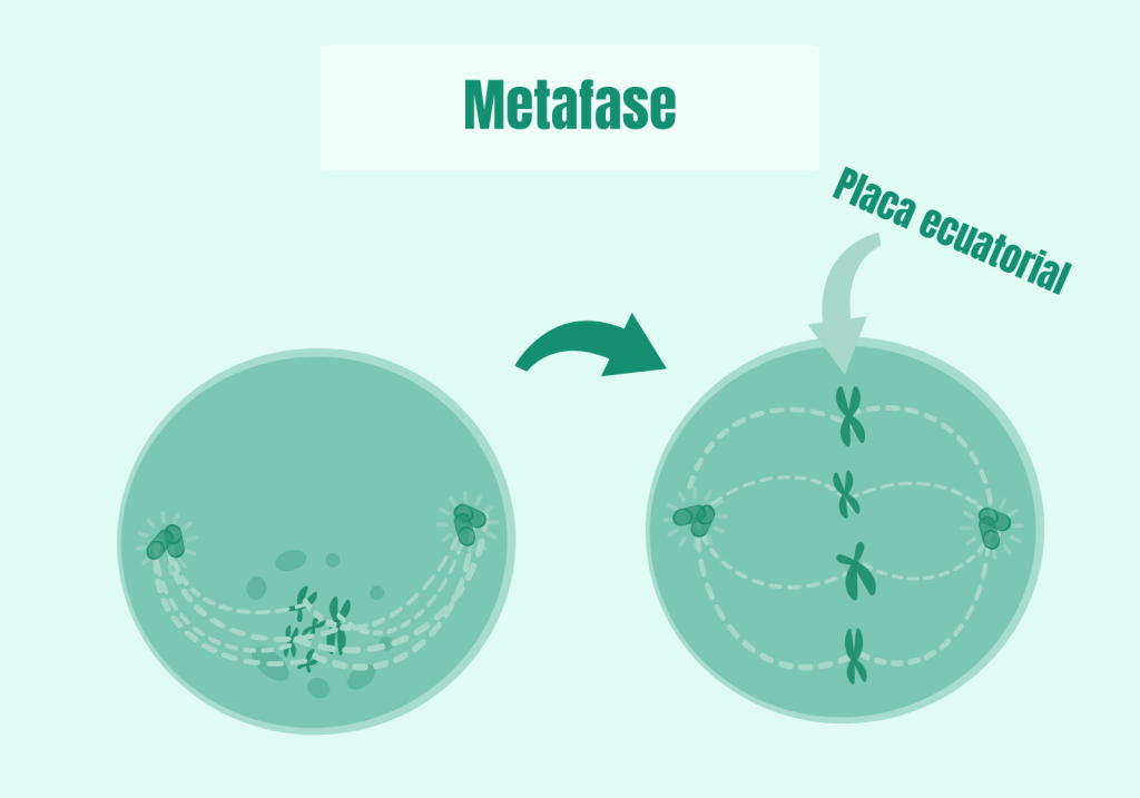 La mitosis: ¿Cómo se Dividen tus Células?