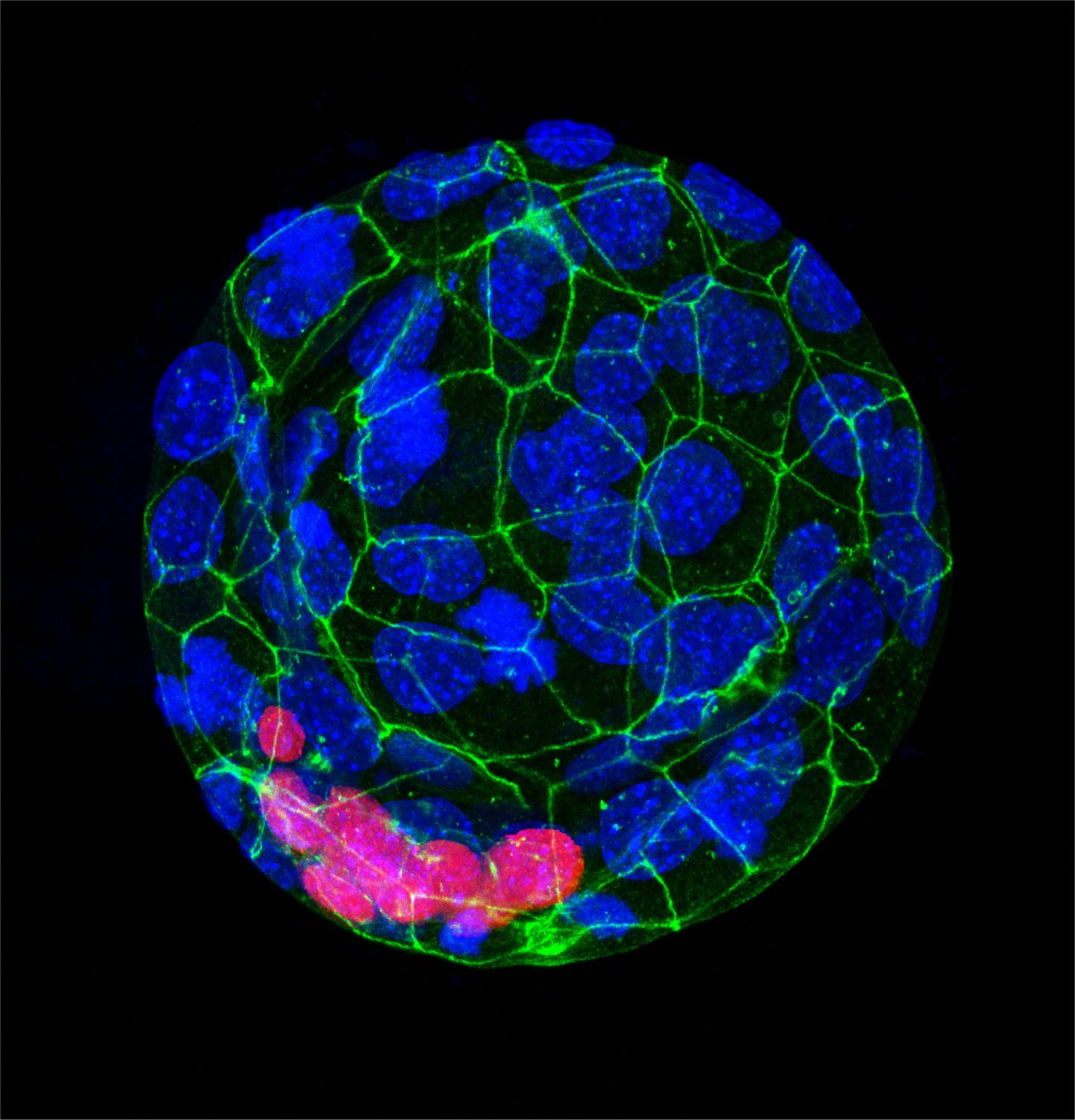 Blastocisto Humano Qué Es La Implantación Del Embrión Y Cuándo Se