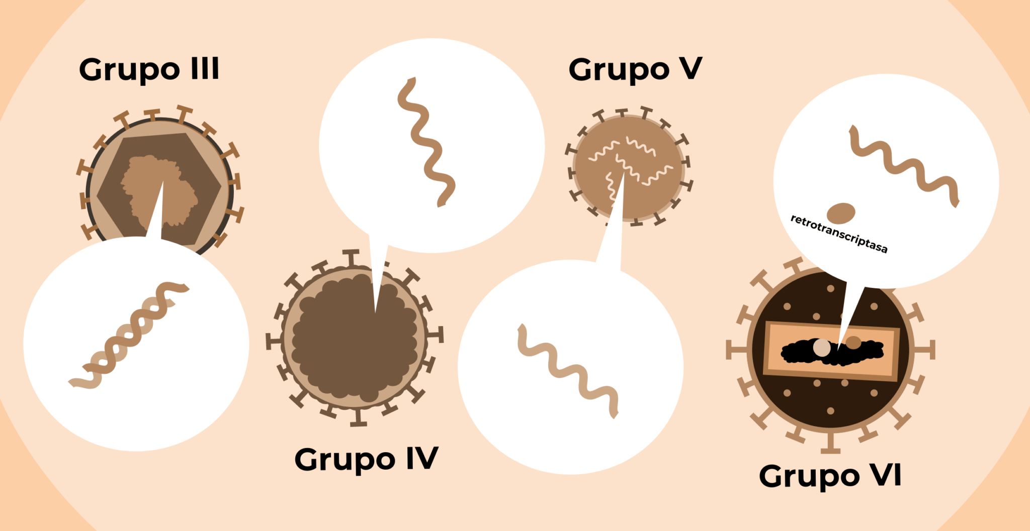 Virus: Historia y Principales Tipos