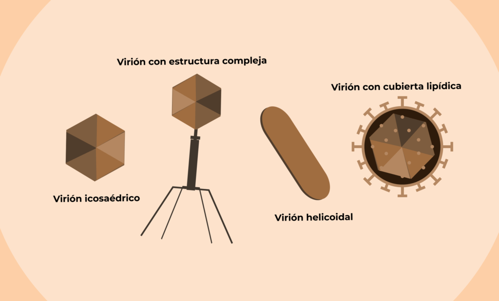 Estructura de los Virus