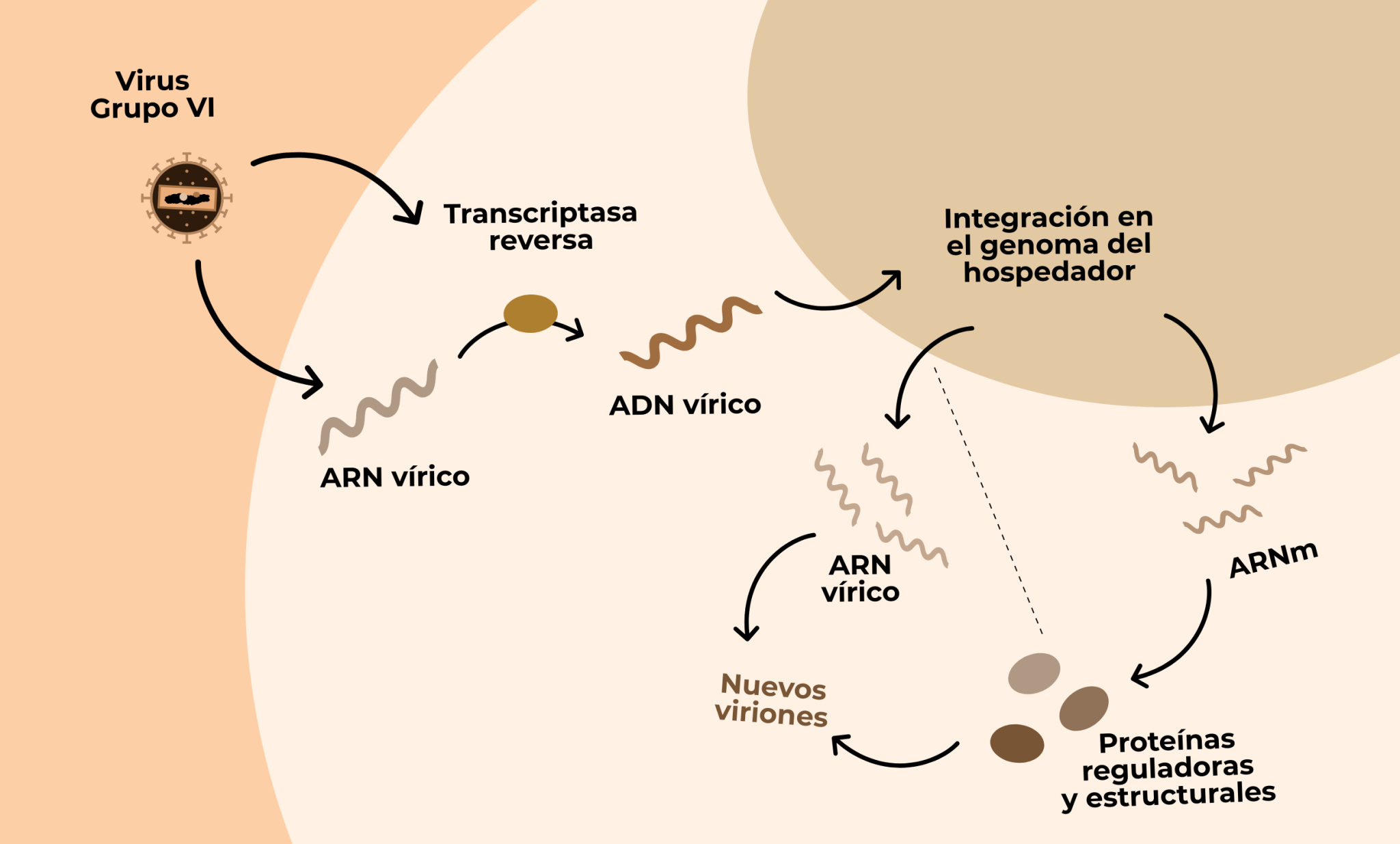 El Ciclo Replicativo de los Virus