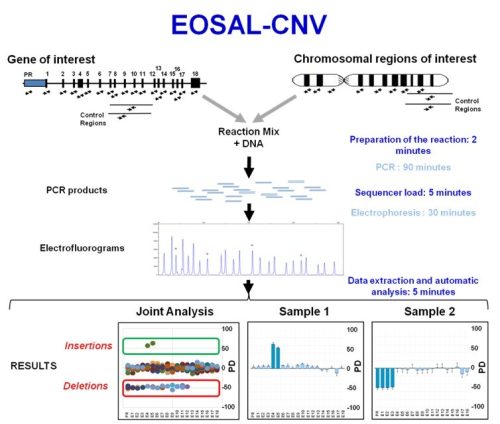Una técnica aplicable a la detección de CNVs reduce tiempo y costes