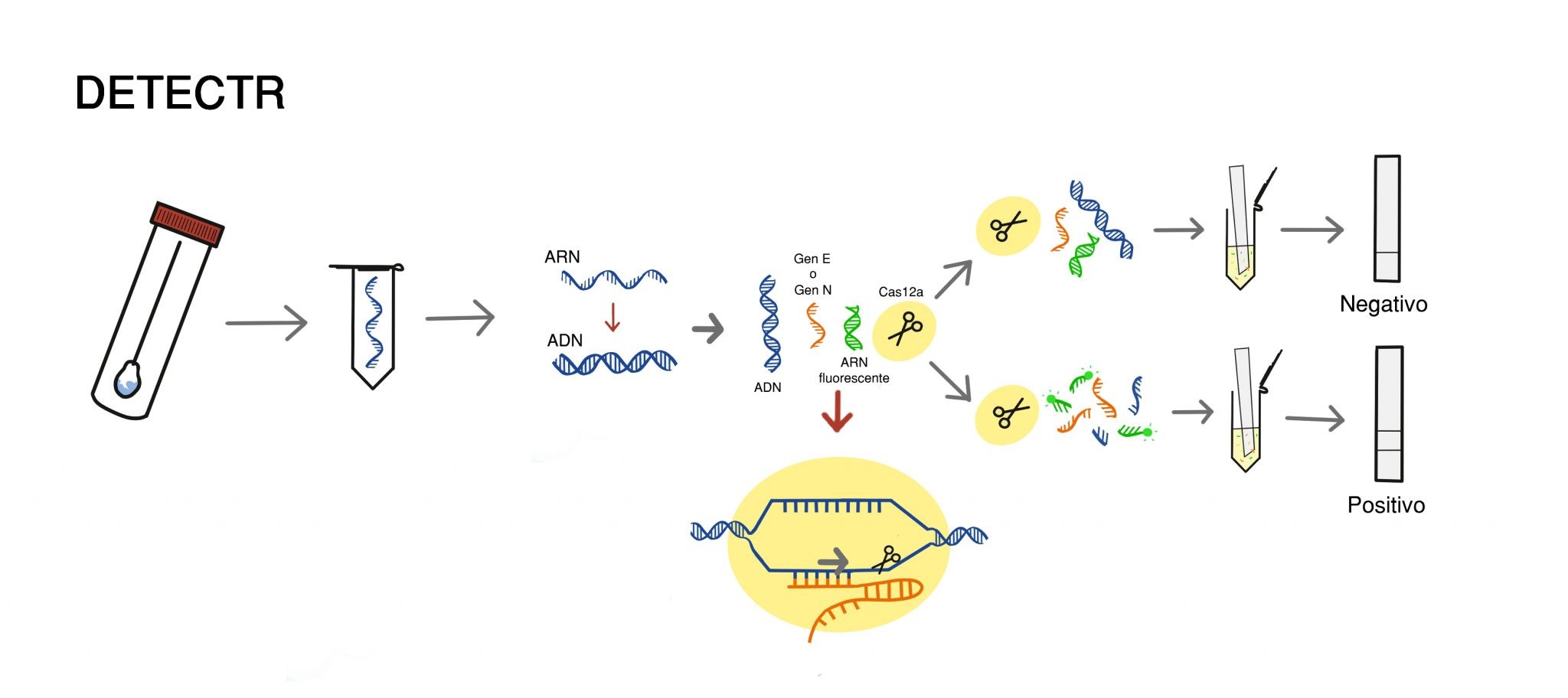 Aplicaciones de CRISPR en tiempos de COVID-19 - Genotipia