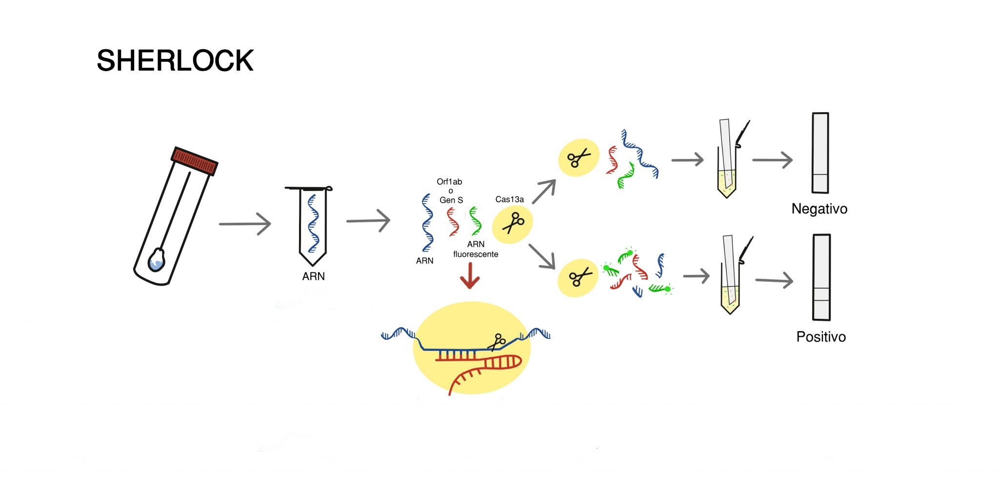 Aplicaciones de CRISPR en tiempos de COVID-19 - Genotipia