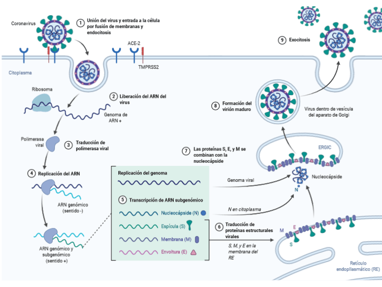 Coronavirus SARS-CoV-2: estructura, mecanismo de infección y células afectadas