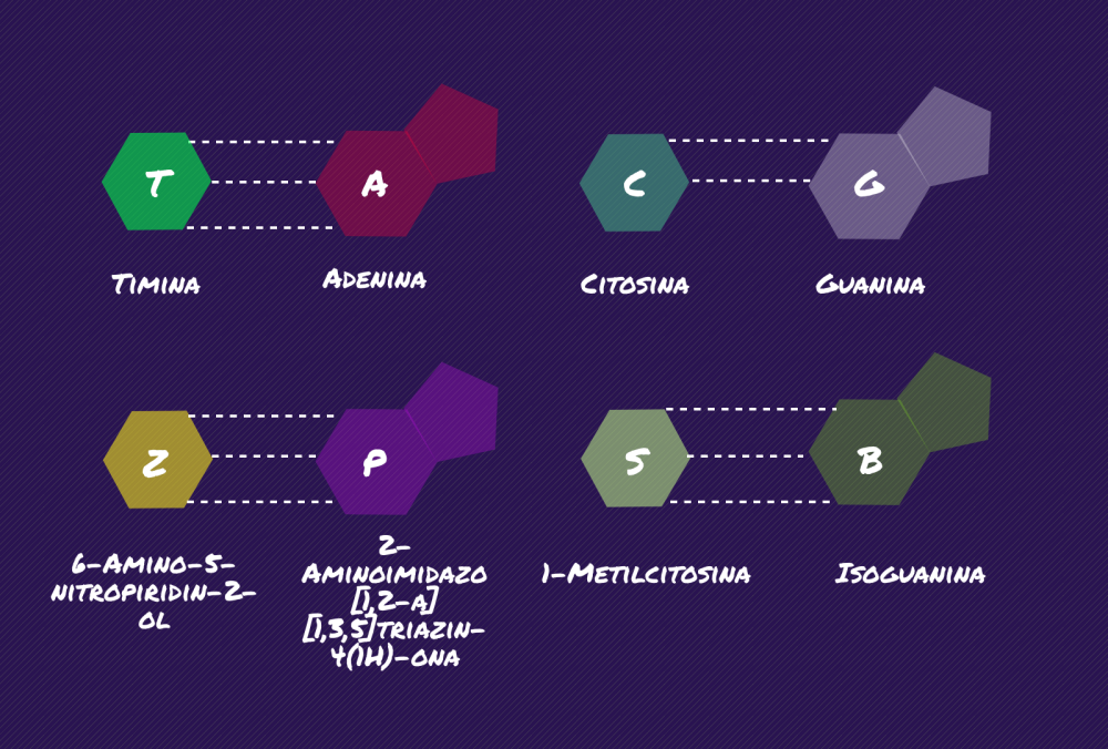 Aliens, datos y proteínas: la historia del ADN hachimoji