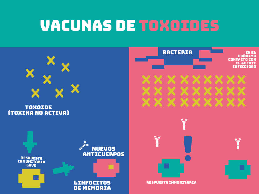 Vacunas: ¿Qué son y cómo funcionan? - Genotipia