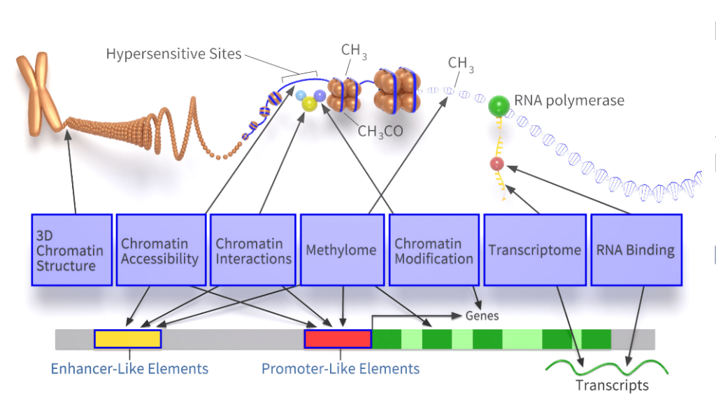 ENCODE 3: la enciclopedia de elementos reguladores del ADN ha sido ...