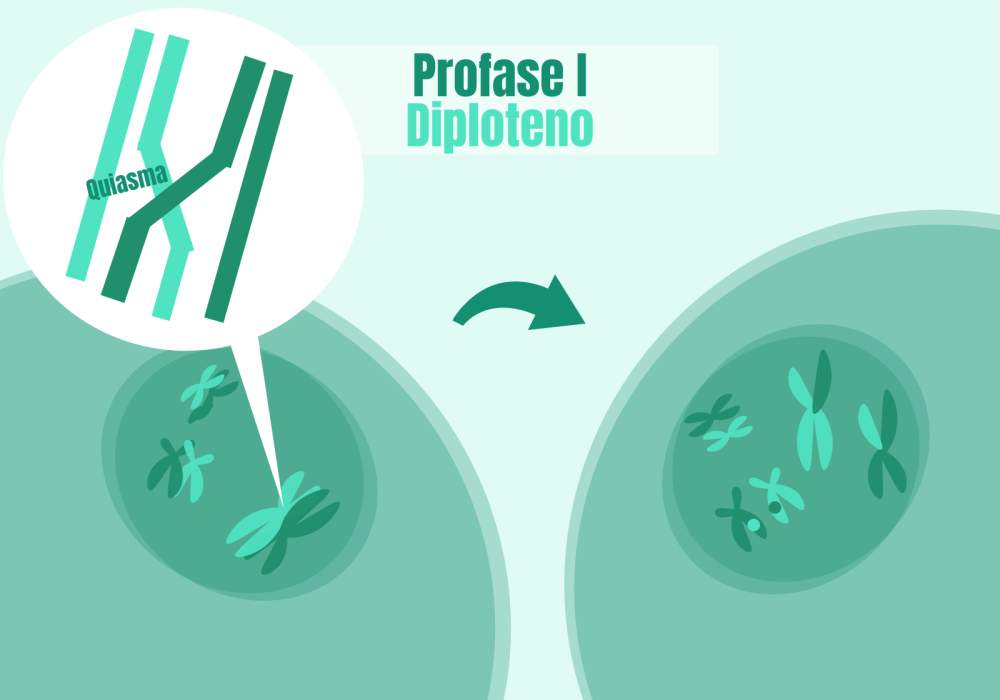 La meiosis: ¿Cómo se obtienen tus células sexuales? - Genotipia