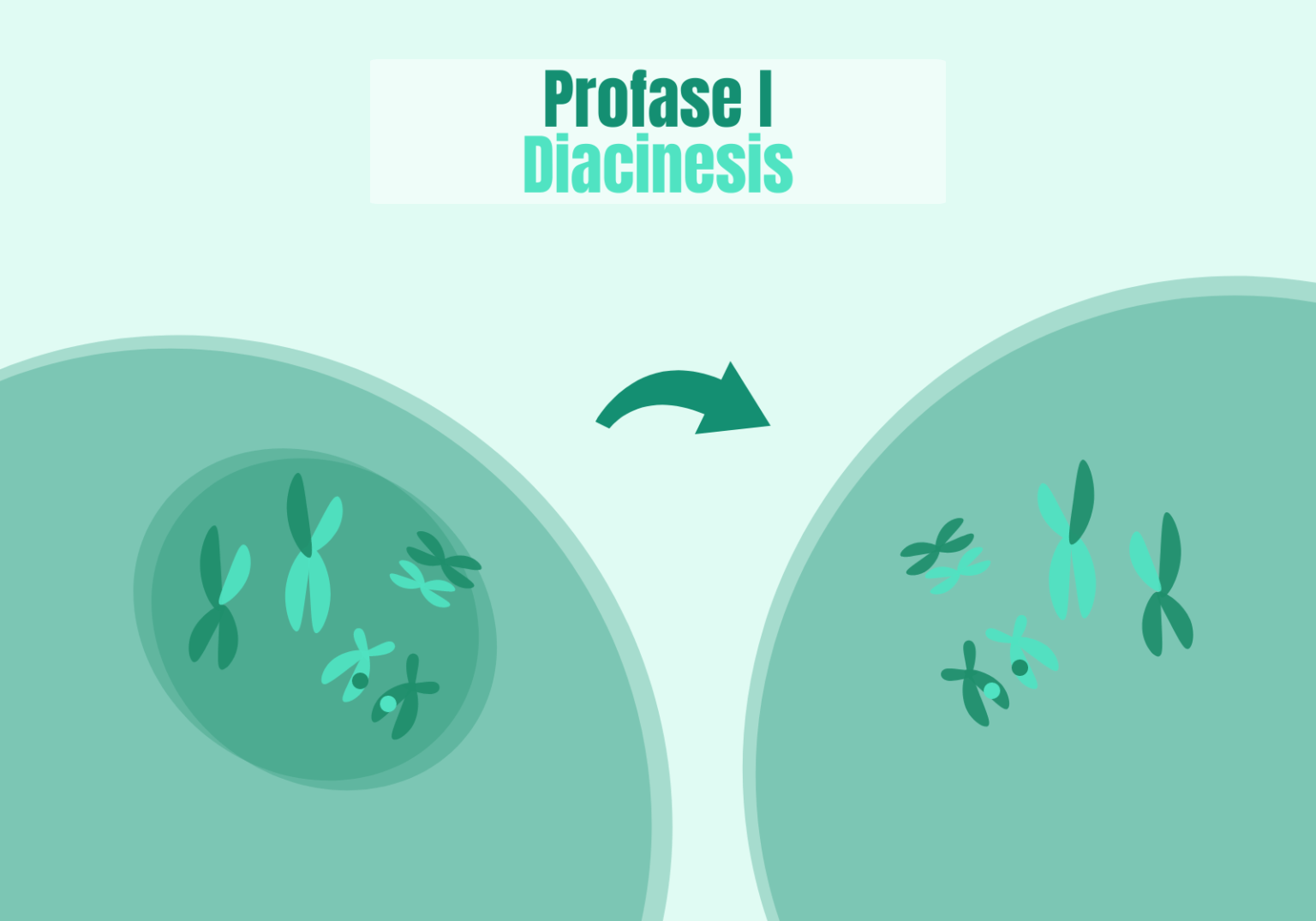La meiosis: ¿Cómo se obtienen tus células sexuales? - Genotipia