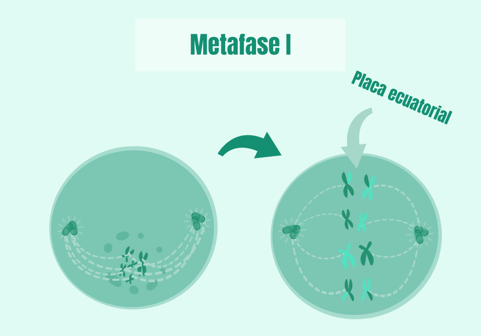 La meiosis: ¿Cómo se obtienen tus células sexuales? - Genotipia