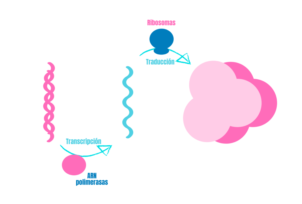 ¿Qué es el código genético? - El Blog de Genotipia