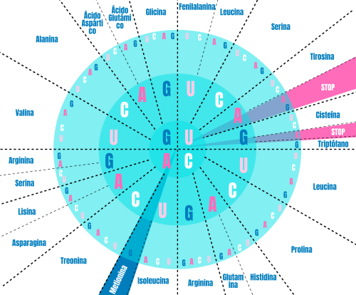 ¿Qué es el código genético? - El Blog de Genotipia