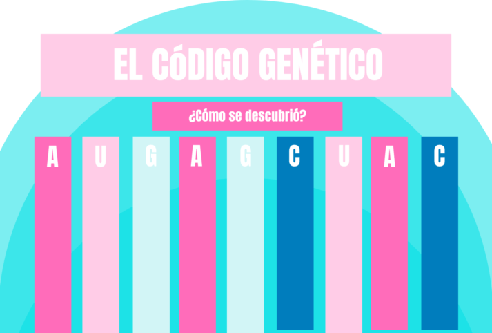 ¿Cómo se descubrió el código genético? - El Blog de Genotipia
