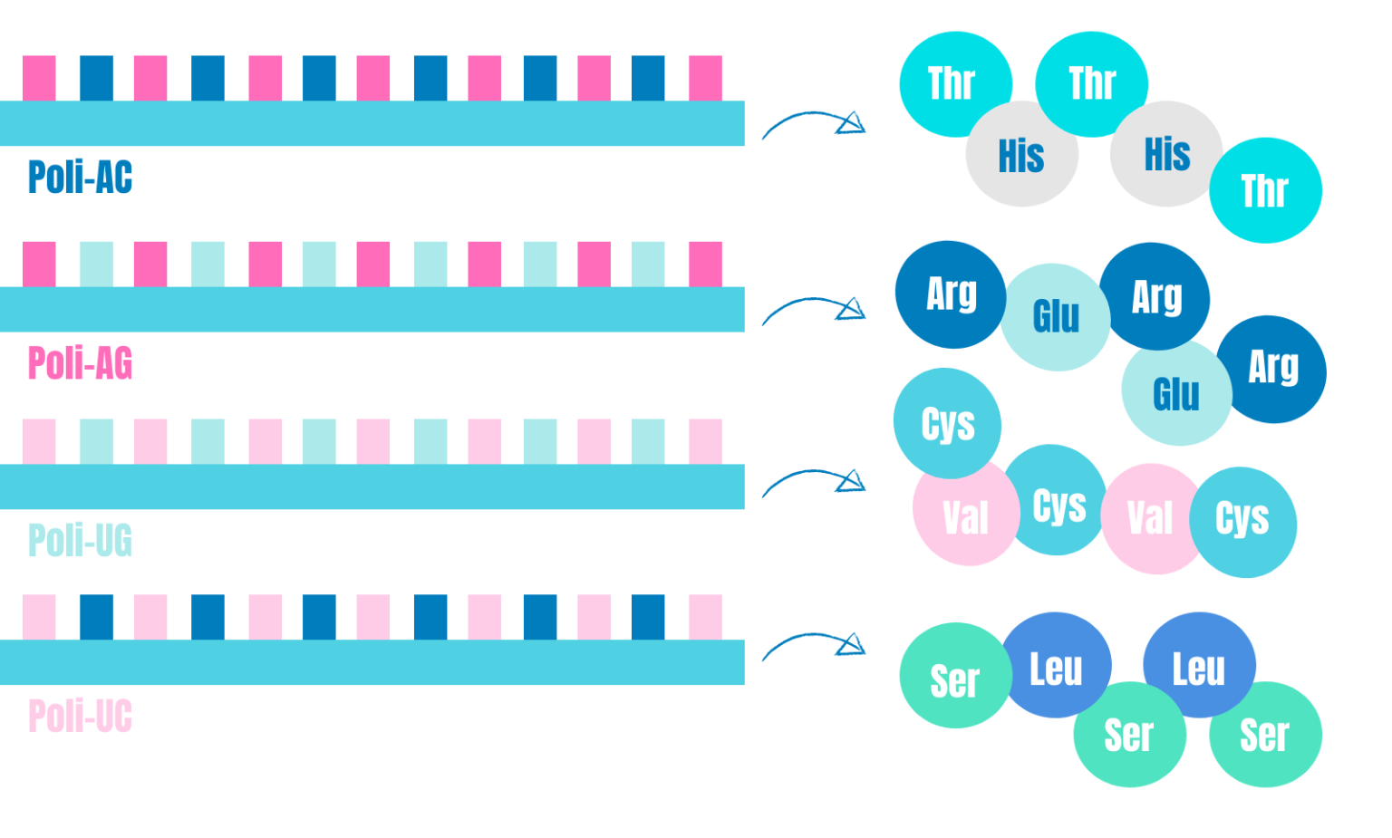 El Descubrimiento del Código Genético - Genotipia