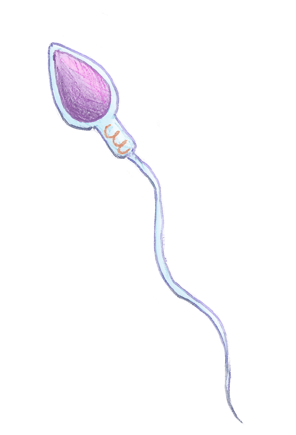 espermatozoide-RGarcía - Genotipia