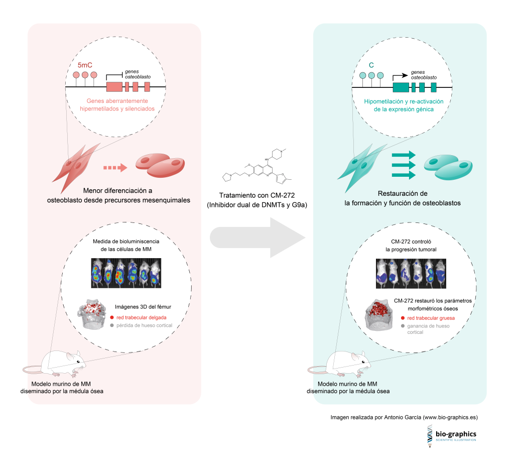 Las alteraciones epigenéticas en células mesenquimales como nuevas ...