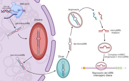MicroARNs: Qué Son y Cómo Regulan la Expresión Génica